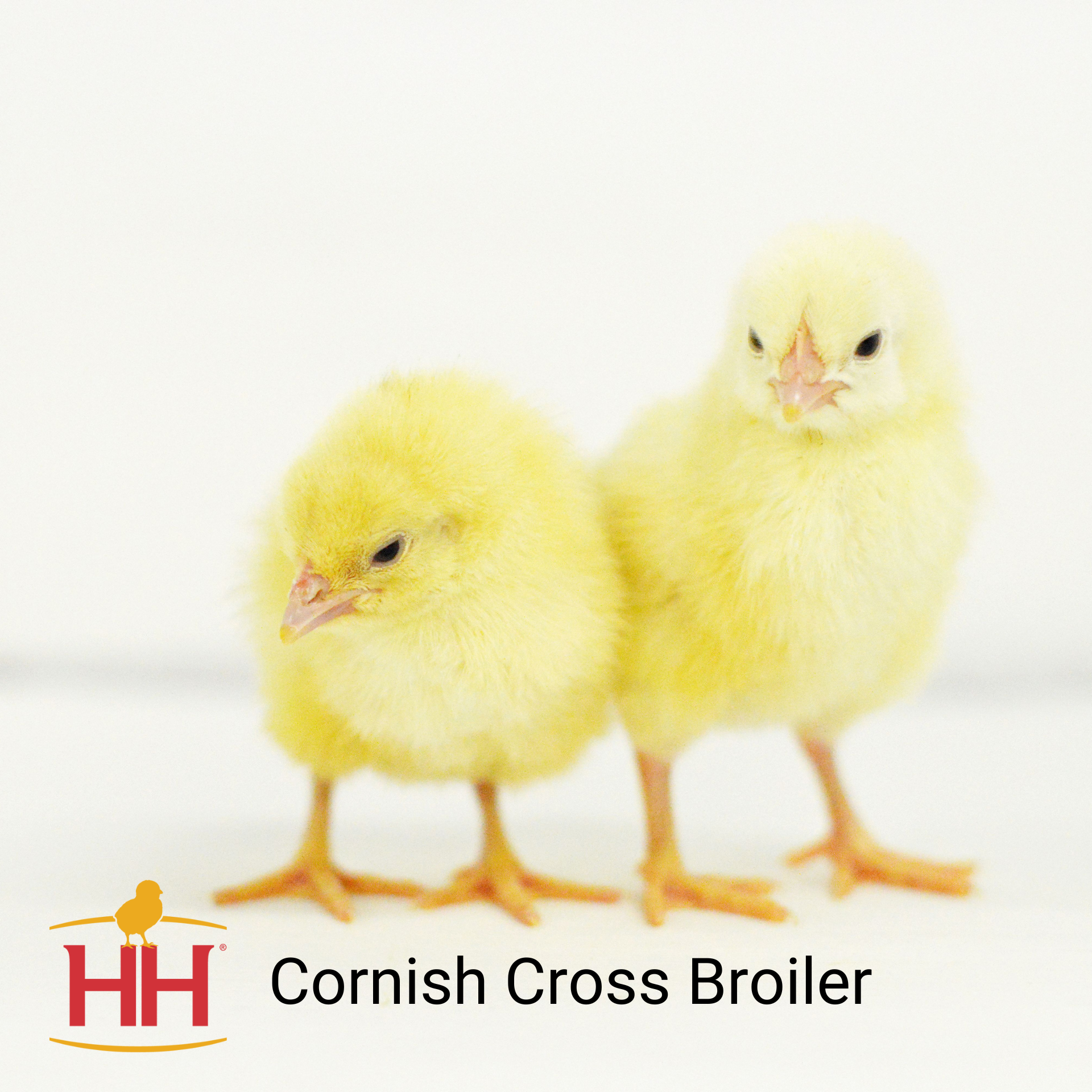 Cornish Cross Broiler | Hoover's Hatchery