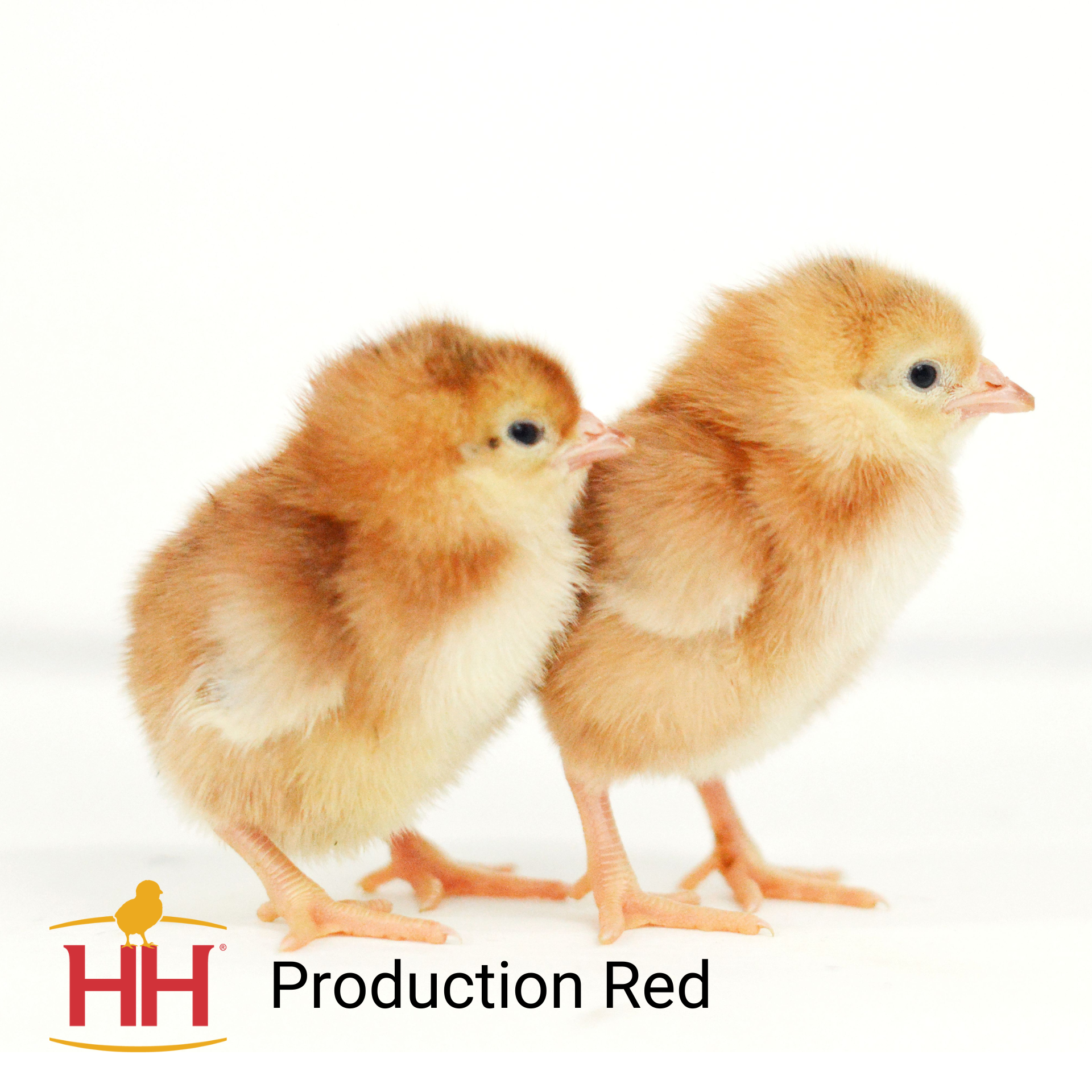 Production Red | Hoover's Hatchery