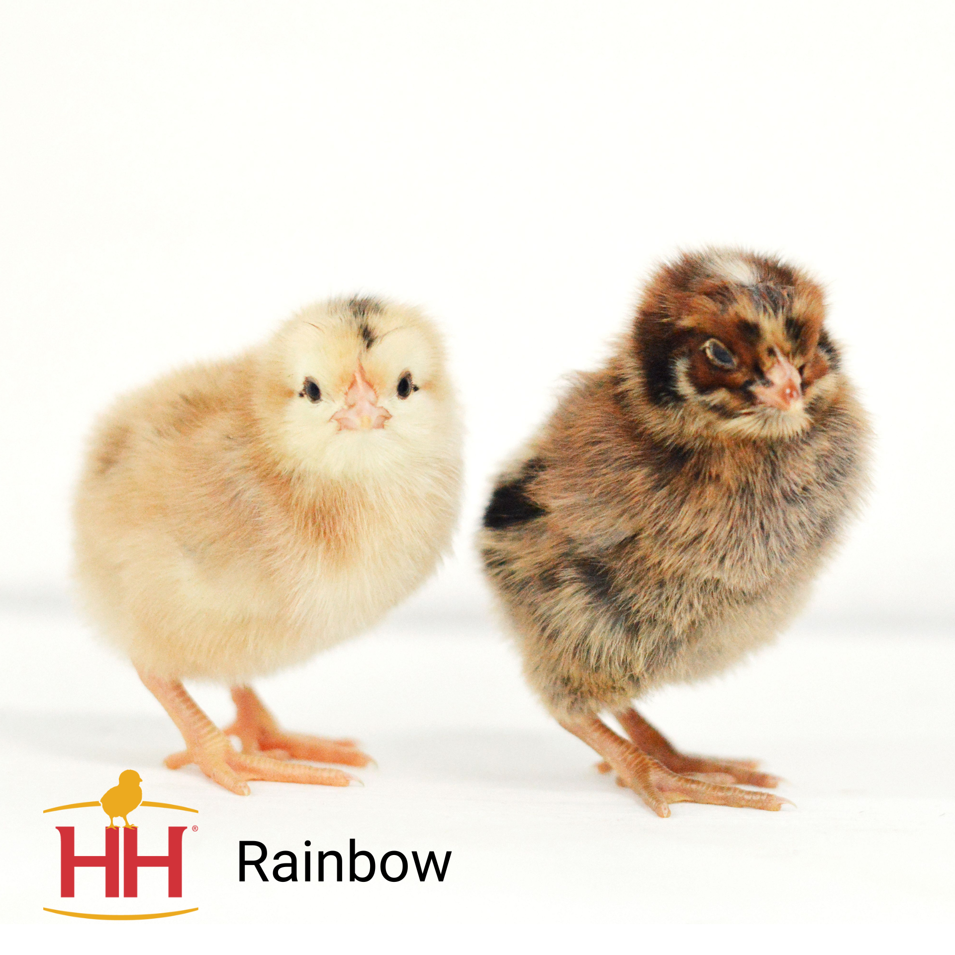 Rainbow | Hoover's Hatchery