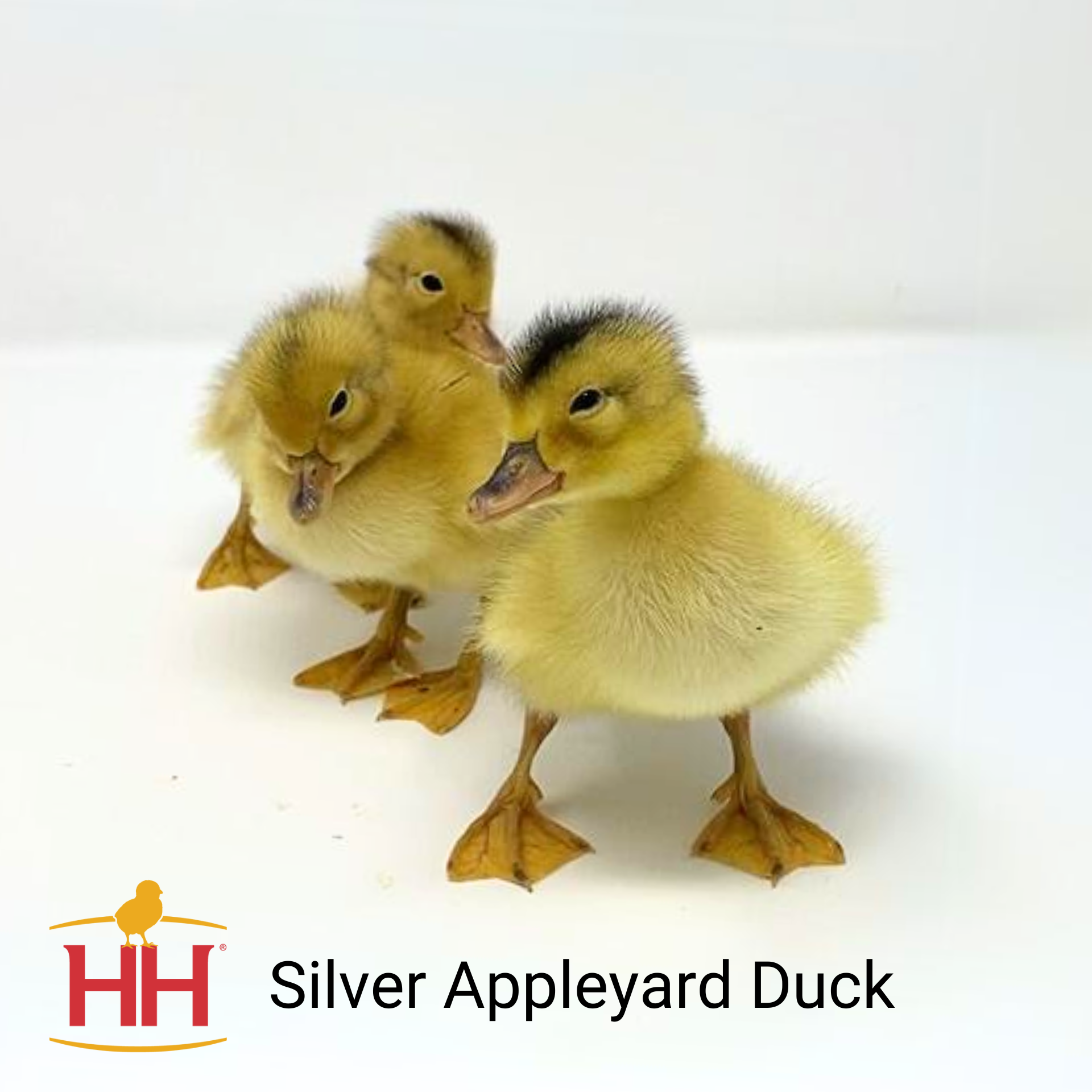 Silver Appleyard Duck- Straight Run | Hoover's Hatchery