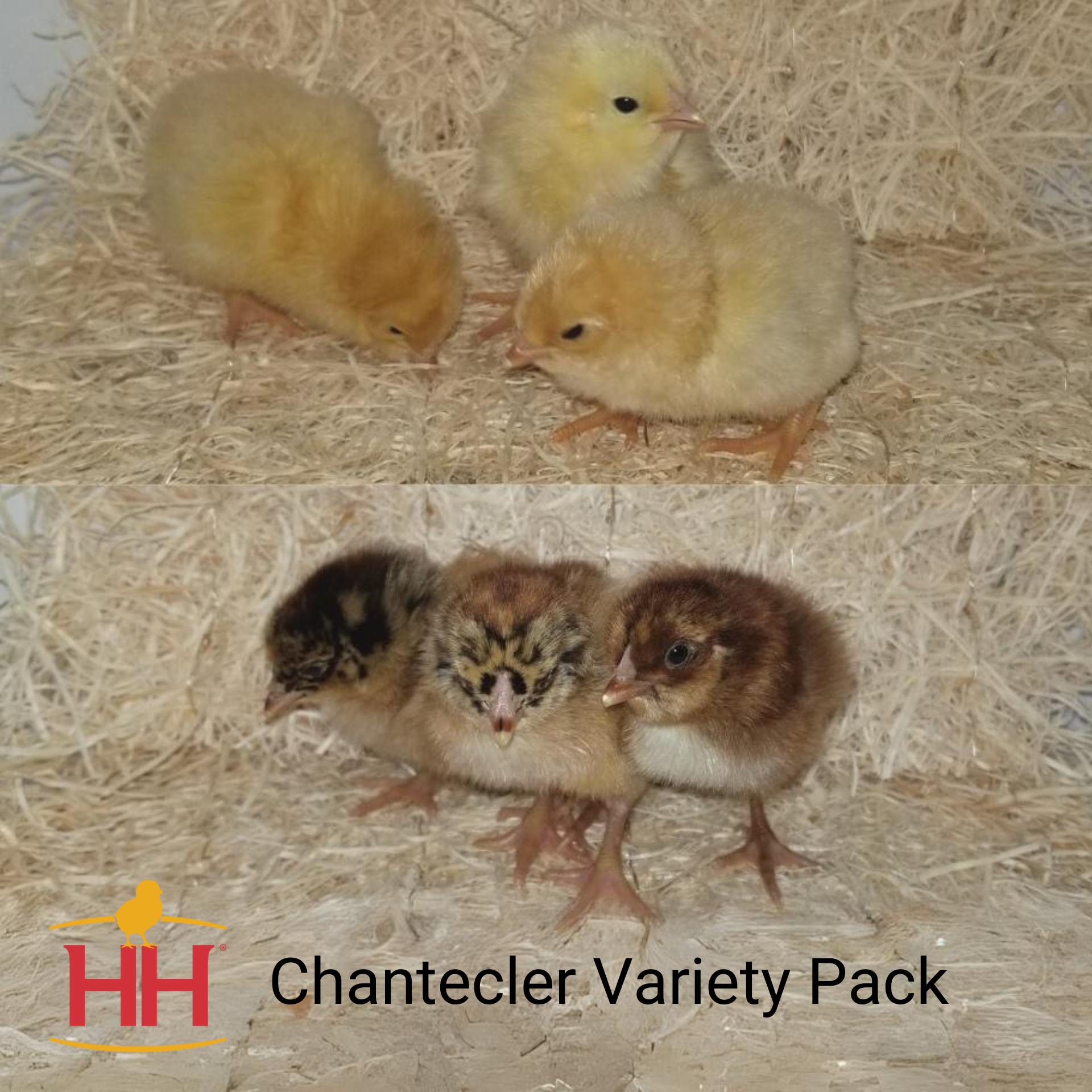 Chantecler Variety Pack | Hoover's Hatchery