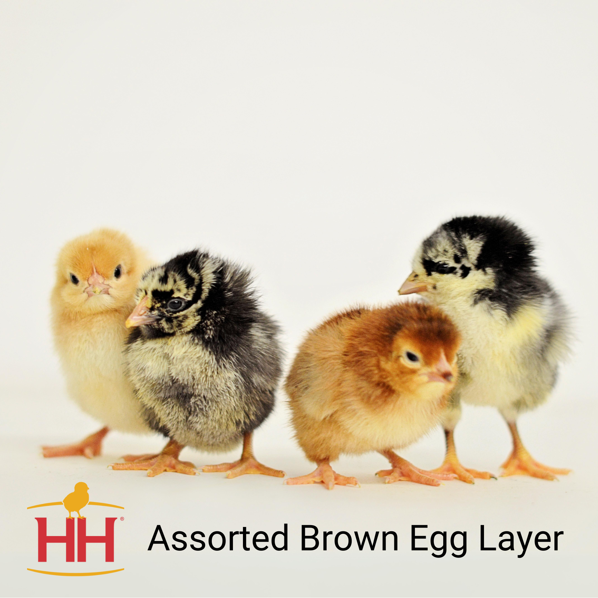 Assorted Brown Egg Layer | Hoover's Hatchery